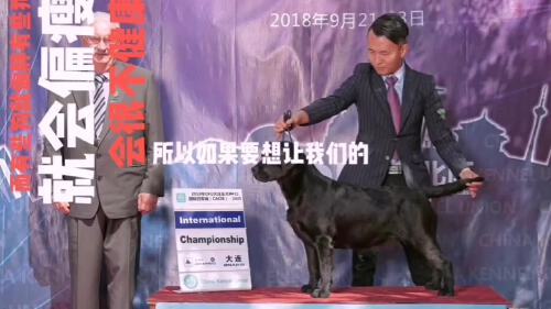 养犬热门问题系列作品之"我的狗体重标准吗?",们来这找答案。(中)