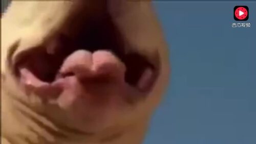 霸气!秒杀藏獒的美国比特犬天下无敌?遇到中国土狗分分钟被虐残