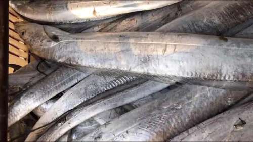 油价上涨,鱼货价格低,北方大量船只提前结业