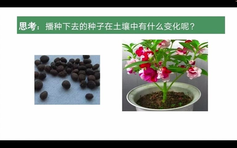 324四年级科学《种植凤仙花》