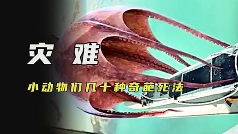 人类对动物的伤害有多大动物们几十种离奇的死法,看完值得沉思