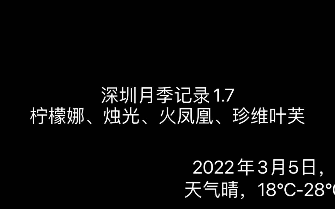 深圳月季日记1.7柠檬娜、烛光、火凤凰、珍维叶芙的初花对比
