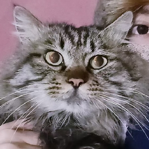 卡纸大寨主 