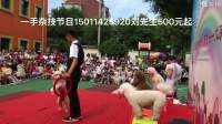 最新提供北京各类杂技表演/宠物狗狗演出团