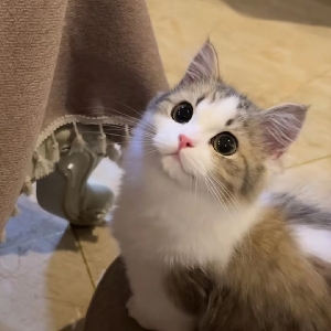 小猫咪学长 