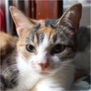 catdocat 