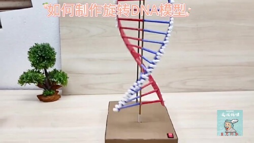 如何制作电动旋转DNA模型