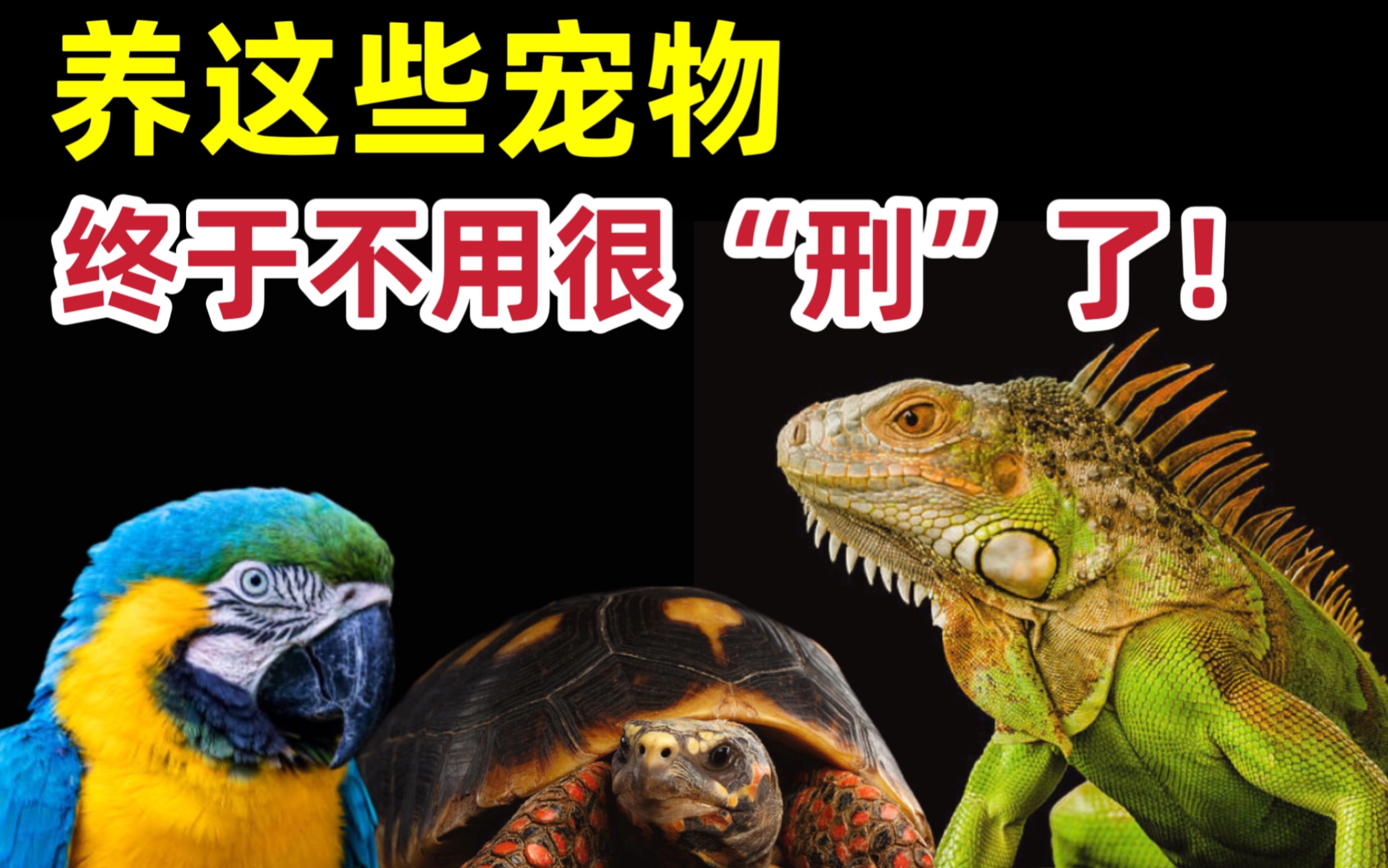 新野生动物保护法放宽宠物饲养,竟然能遛大蜥蜴大陆龟了!?