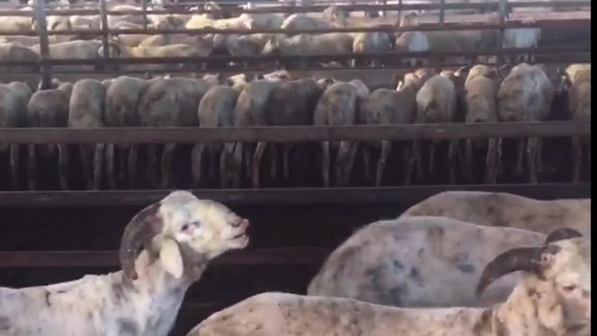 每天听着羊叫:咩咩咩…就是最好的音乐ߎ�#养羊人 #牛羊养殖