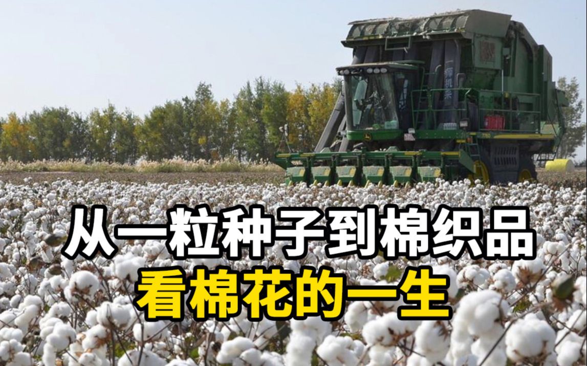 从一粒种子到棉织品,看棉花的一生