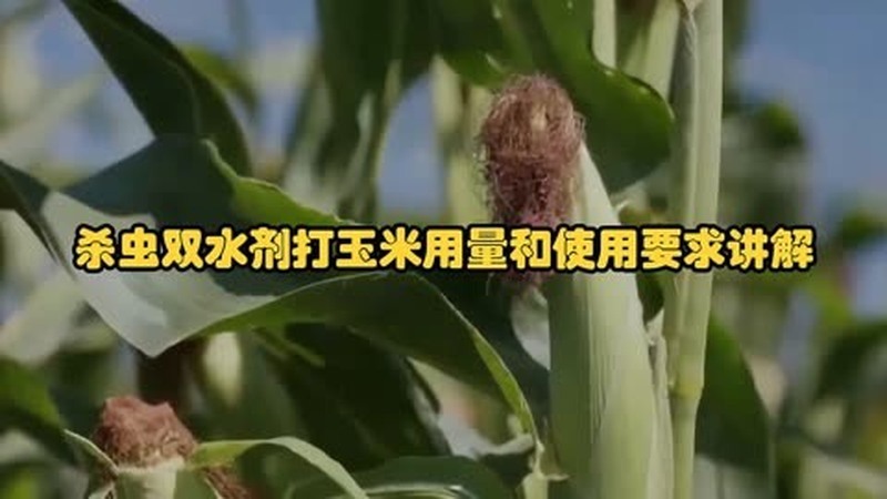 杀虫双水剂打玉米用量和使用要求讲解