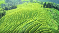 冲刺科学+ 植树造林的意义就在这里