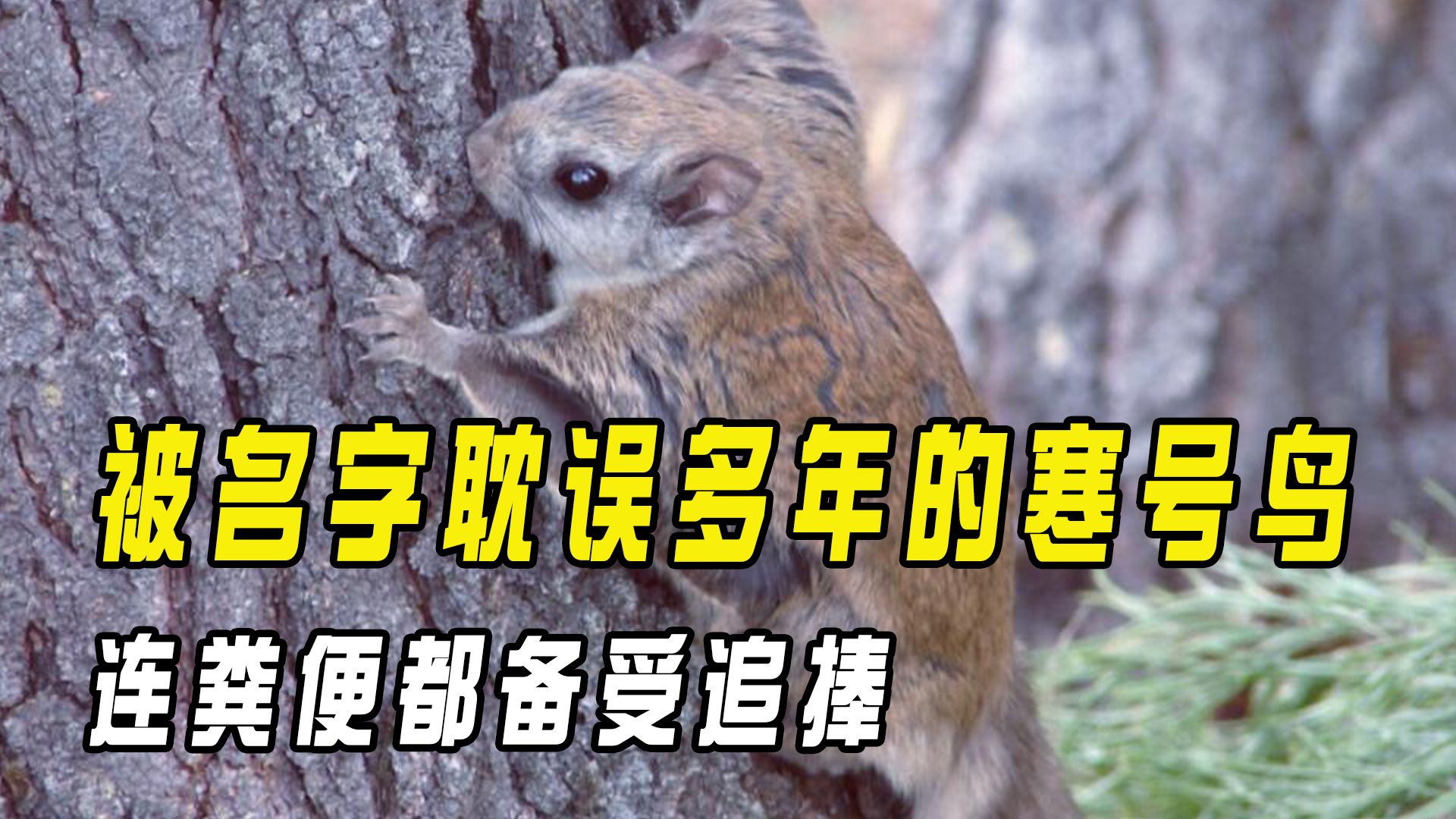 被名字耽误好多年的寒号鸟,浑身都是宝贝,就连粪便都备受追捧