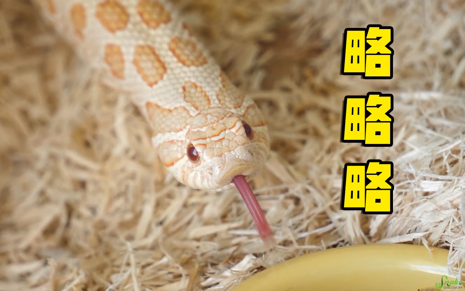 【中字】如何读懂蛇的行为语言