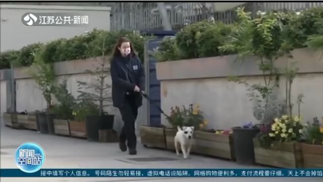 英国新冠疫情趋缓,动物救援中心却迎来“退货潮”