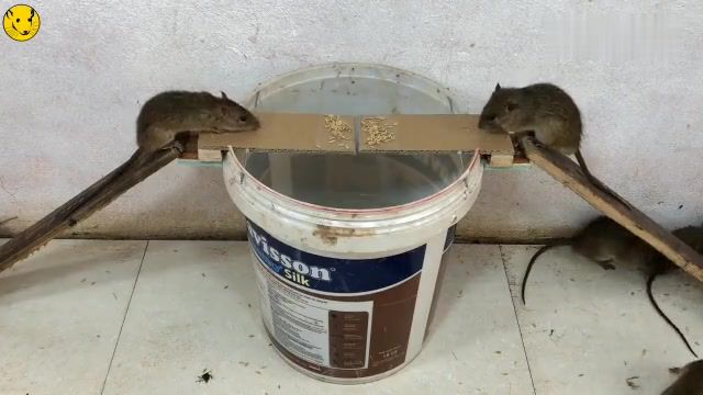 超牛的捕鼠器,制作原来如此简单