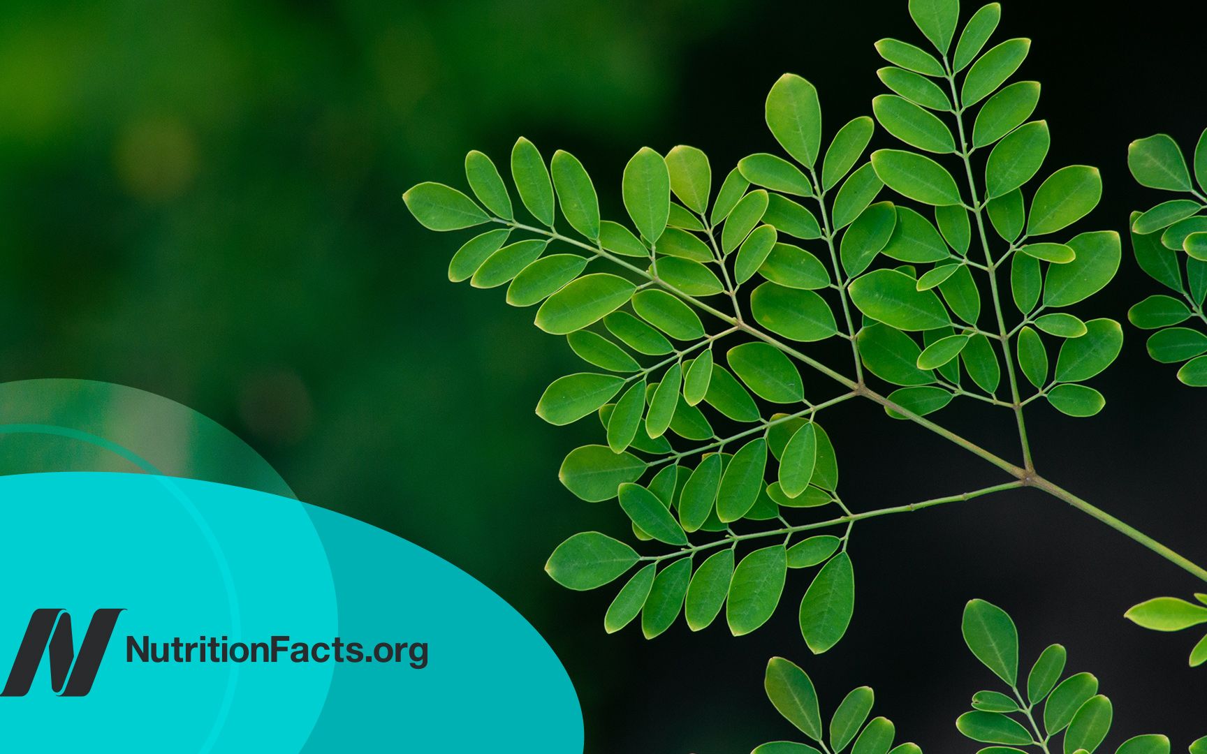 辣木的好处:它是最有营养的食物吗?