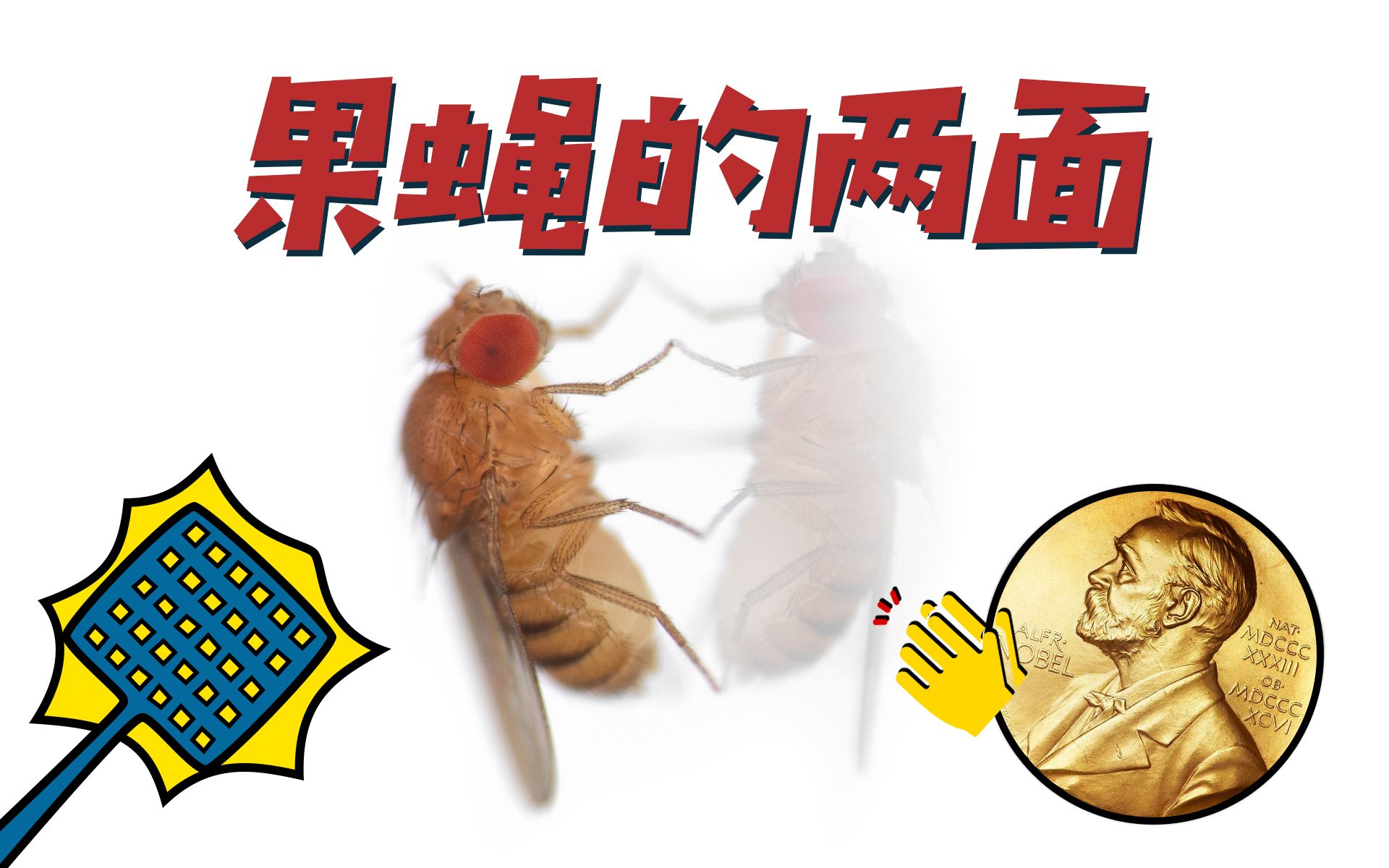 多角度揭秘果蝇,化腐朽为诺贝尔奖?【超越视觉】