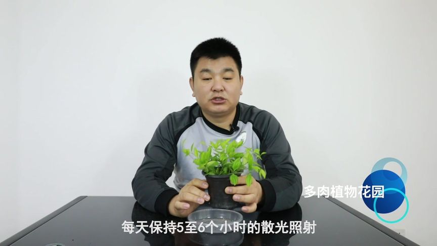 桌面绿植钻石翡翠的养护方法