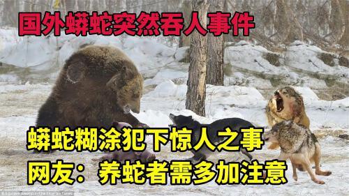 国外蟒蛇突然吞人事件!蟒蛇糊涂犯下惊人之事