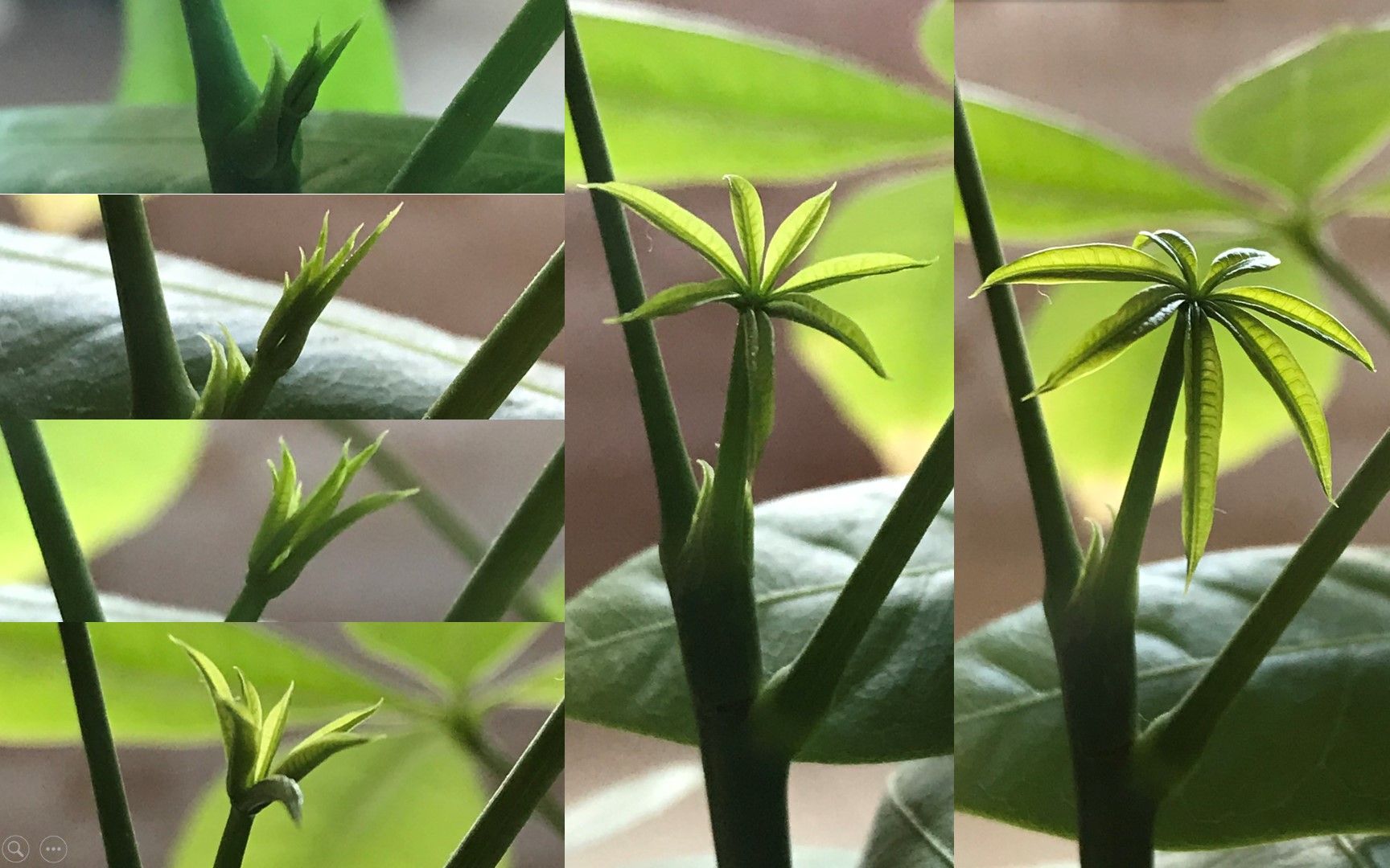 【植物成长记】发财树生长记录