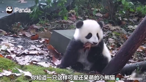 两分钟带你看完小熊猫成长过程