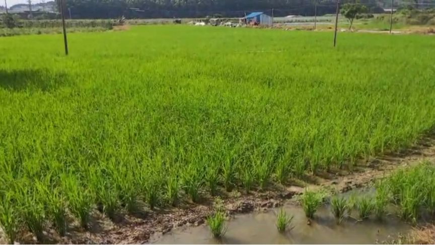 5月盛夏的水稻田,一碗米饭的由来生长过程。