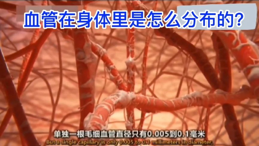 人体里的血管是怎么分布的