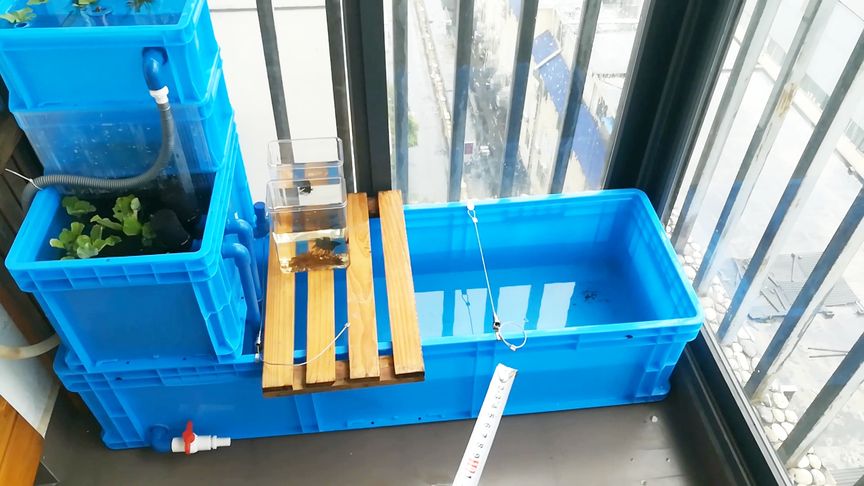 用周转箱DIY阳台鱼池,便宜又使用。