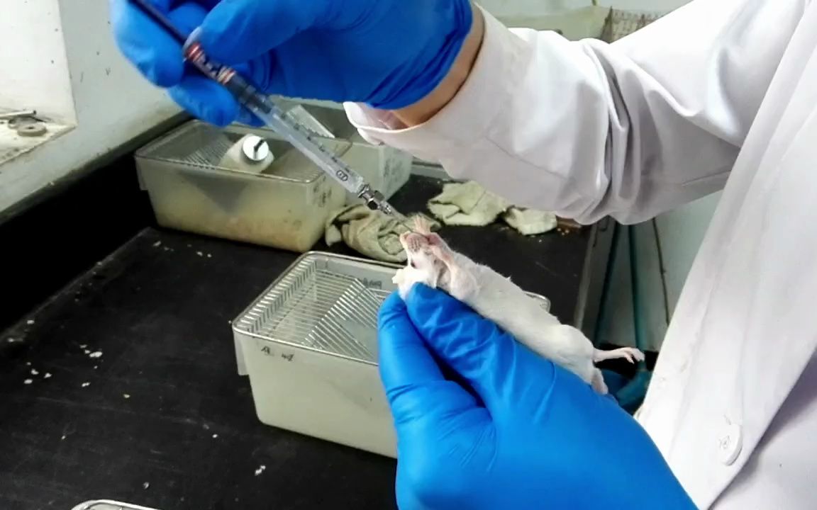动物实验-小白鼠灌胃给药操作方法