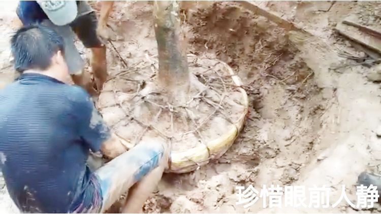 大棵芒果树桩移栽出来制作盆景,两个师傅是如何移栽芒果树的呢?