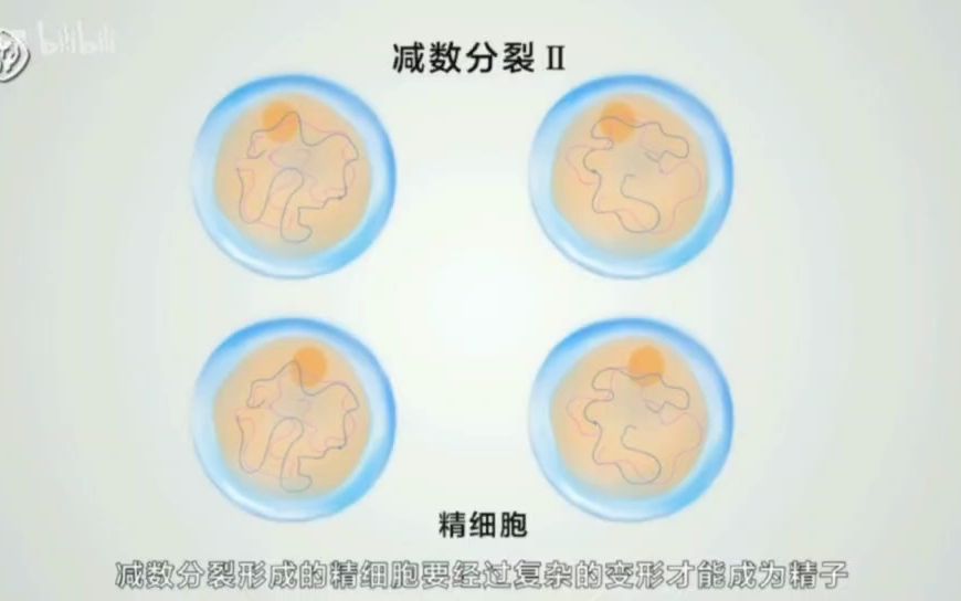 讲解减数分裂的过程——精子形成过程