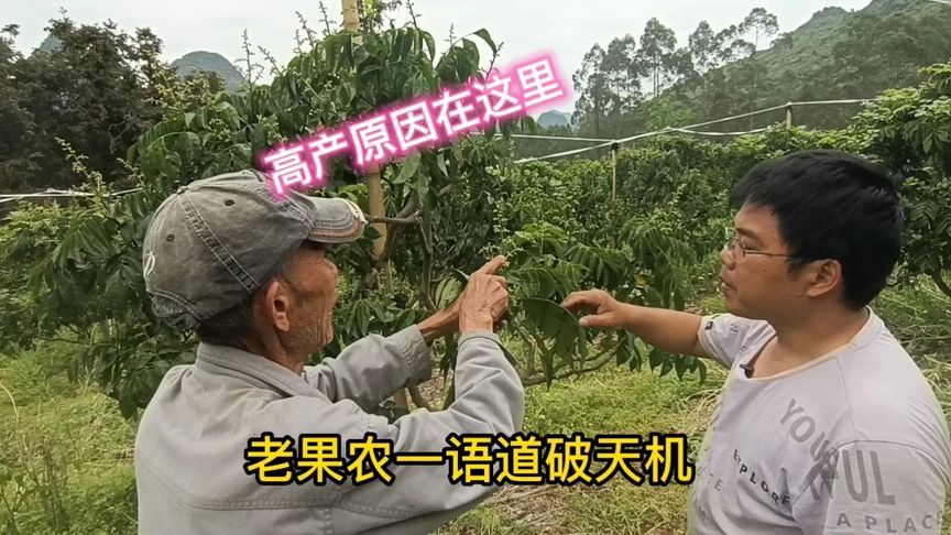 想要黄皮高产,这些常识要懂得,看看当地果农如何管理黄皮