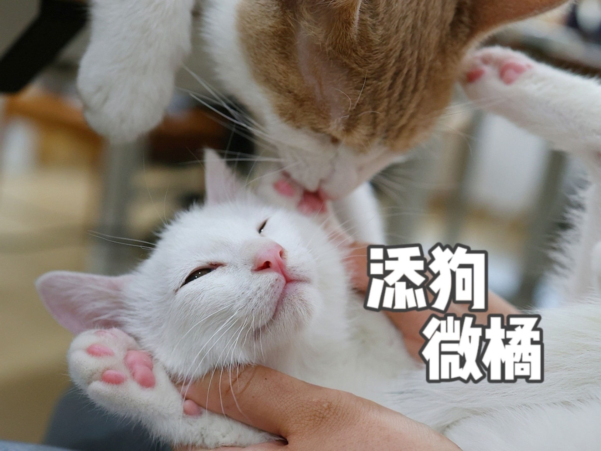 给小猫拍照吸引来微橘当舔狗