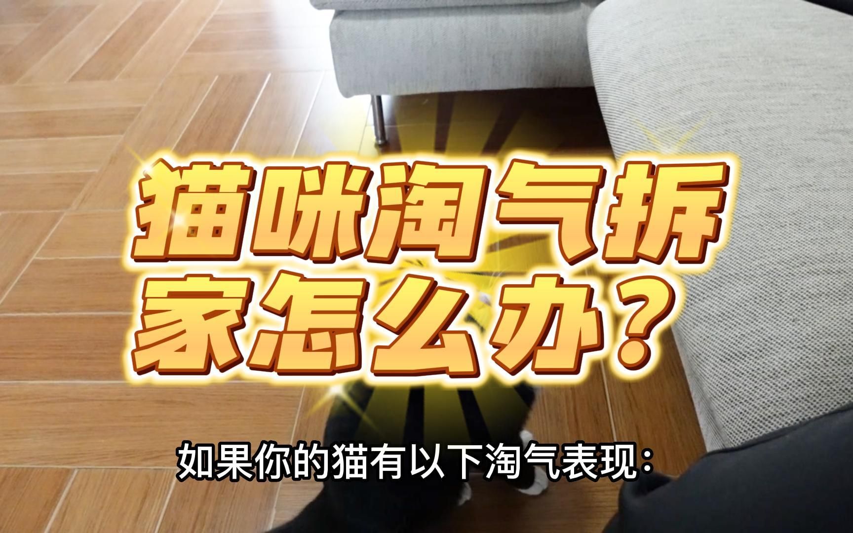 猫咪无聊拆家怎么办?四个办法教你解决,最后一条效果最好哦