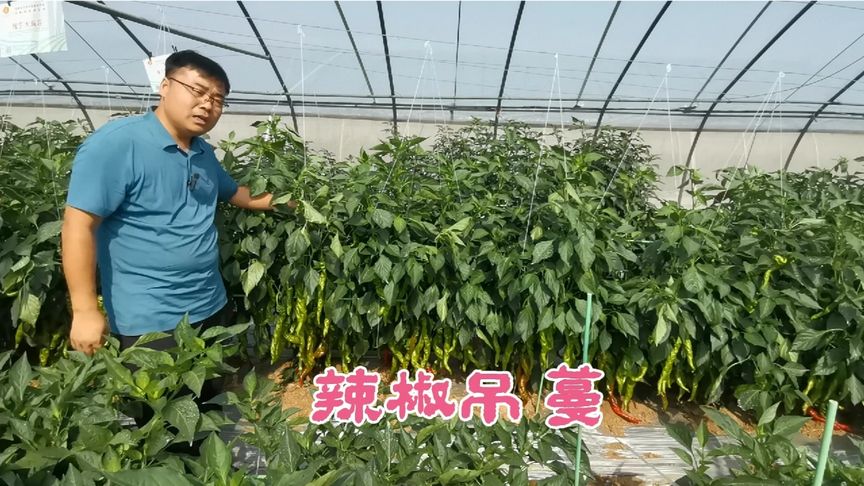 秋大棚辣椒管理技术:辣椒是搭架?还是吊蔓?哪种方式更好?
