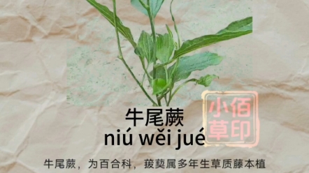 牛尾蕨别名有:马尾伸筋、金刚豆藤、草菝葜、牛尾结、牛尾菜、土...