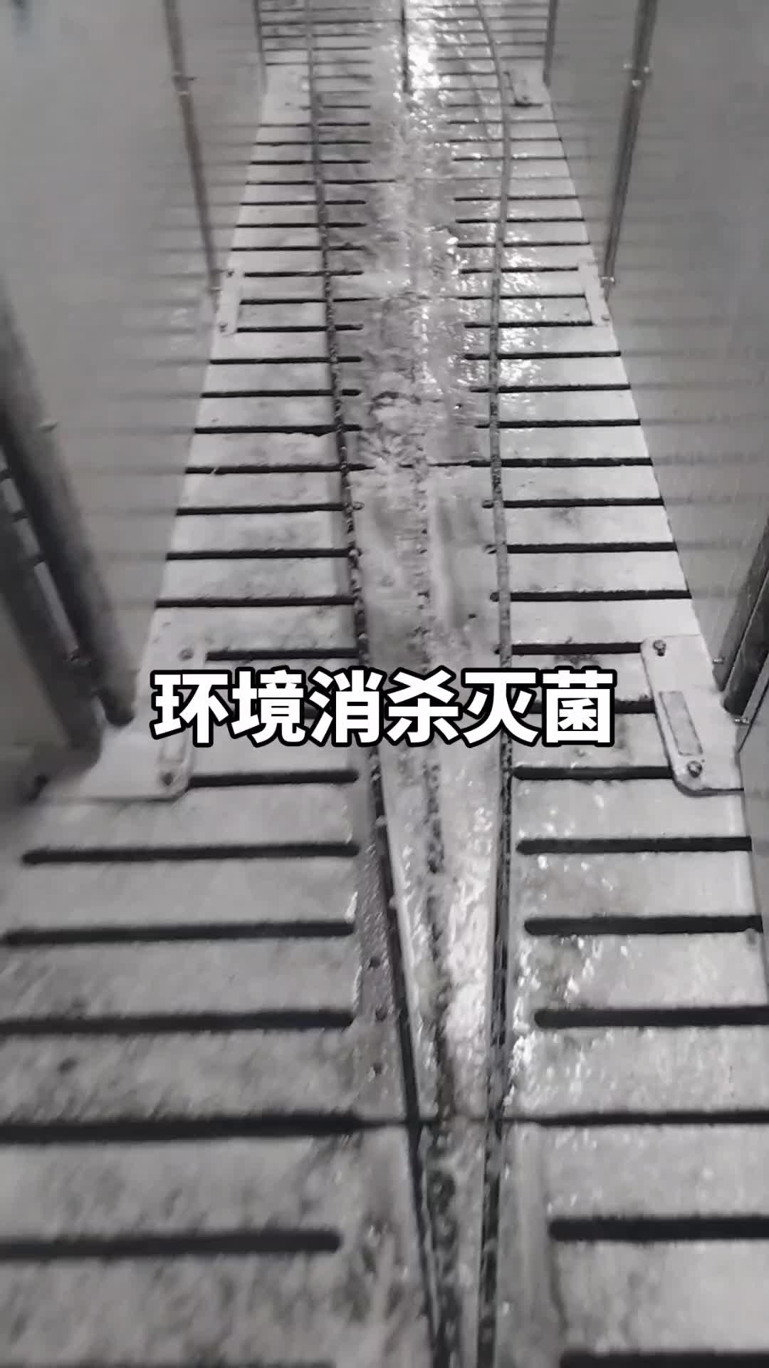 #养猪人穷开心 工作日常记录 环境消毒