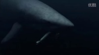 巨齿鲨vs巨乌贼