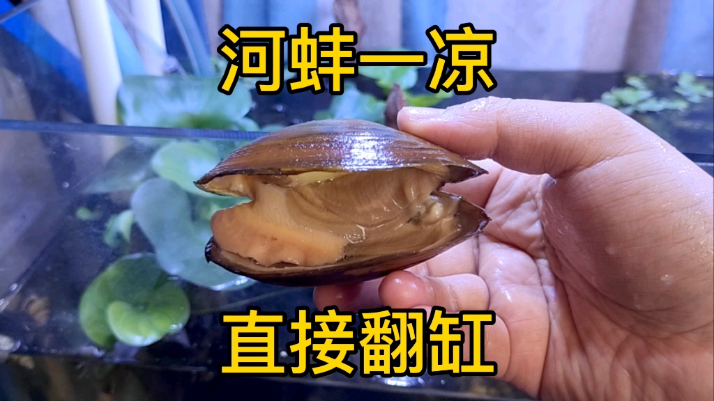 河蚌的离开,是我进行农场改革的开始!