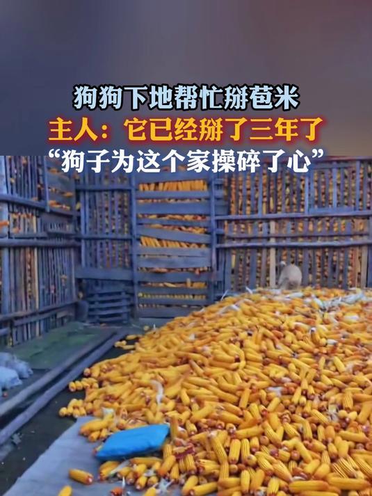 "狗子为这个家操碎了心"狗狗下地帮忙掰苞米,已经掰了三年了