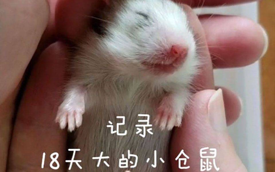 【仓鼠】我家的金丝熊宝宝生长记录(第18天)