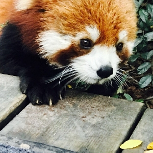 卑微阿伟想发SCI 