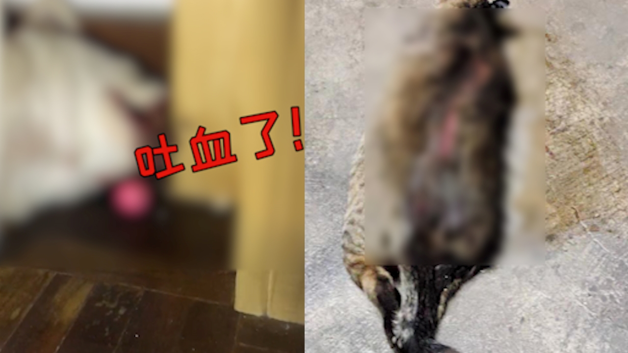 极端行为!广东某小区家养狗流浪猫皆遭毒杀,现场画面惨不忍睹!