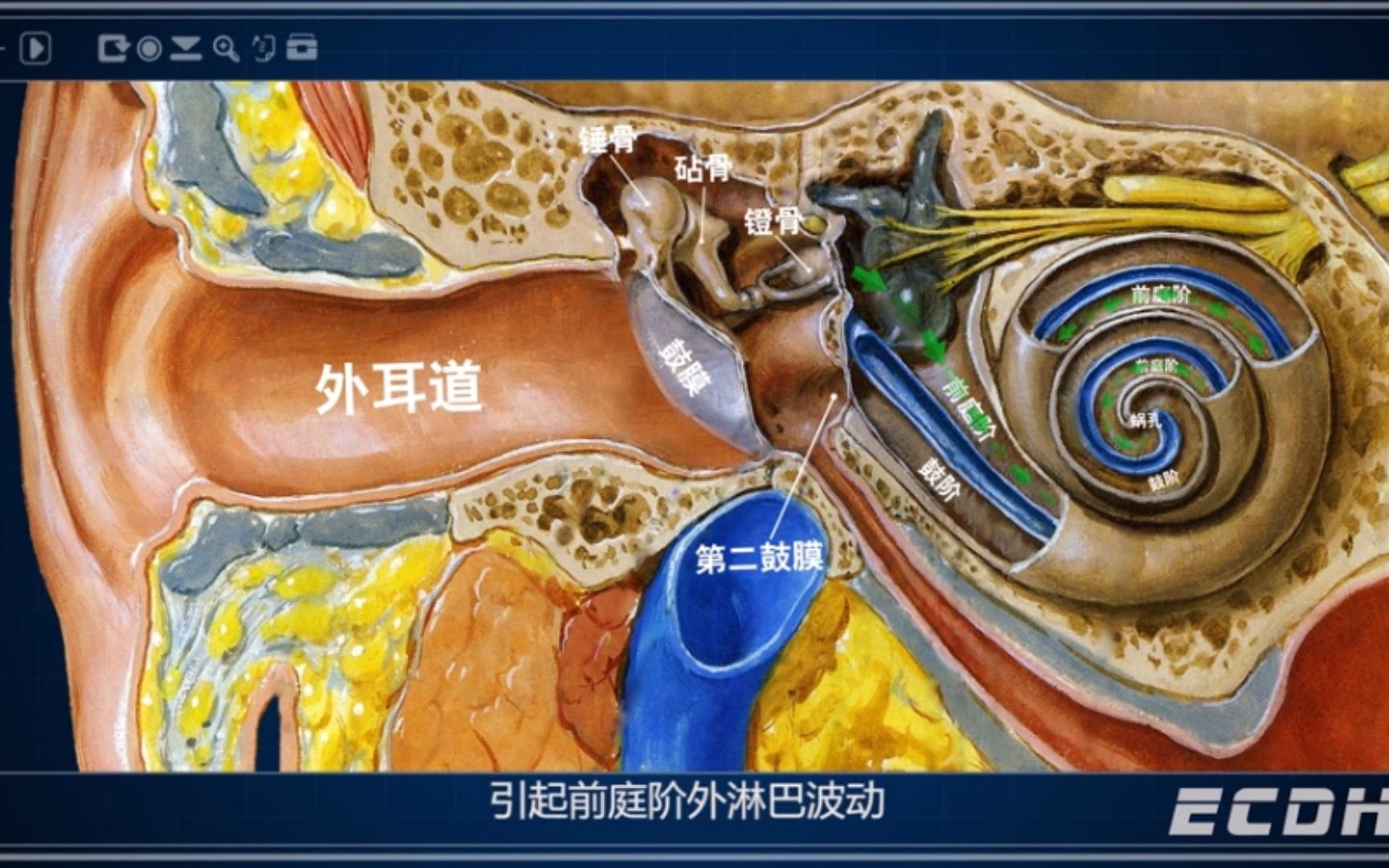原来声音是这样被我们感知(声波的气传导途径)