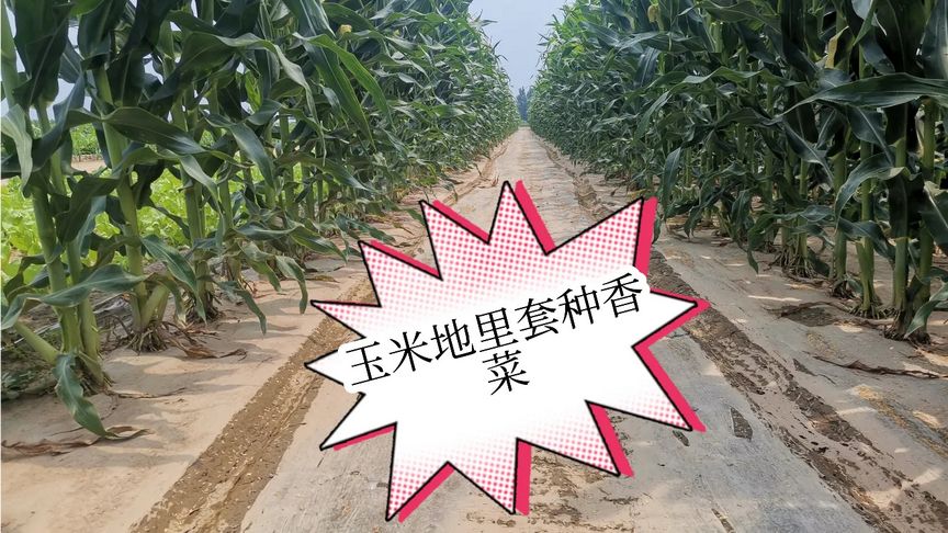 玉米地里套种香菜,行距两米玉米不减产加收一茬香菜,增产又增收