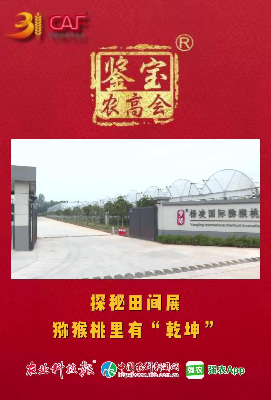 ...将集中展示猕猴桃新优品种选育、种苗繁育、栽培管理、花粉加工、...
