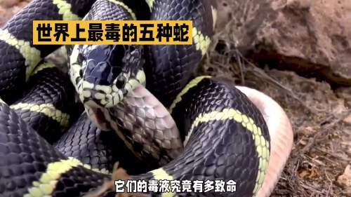 世界上最毒的五种蛇