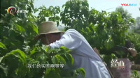 云南的咖啡使种植户们发家致富,咖啡豆远销世界各地!