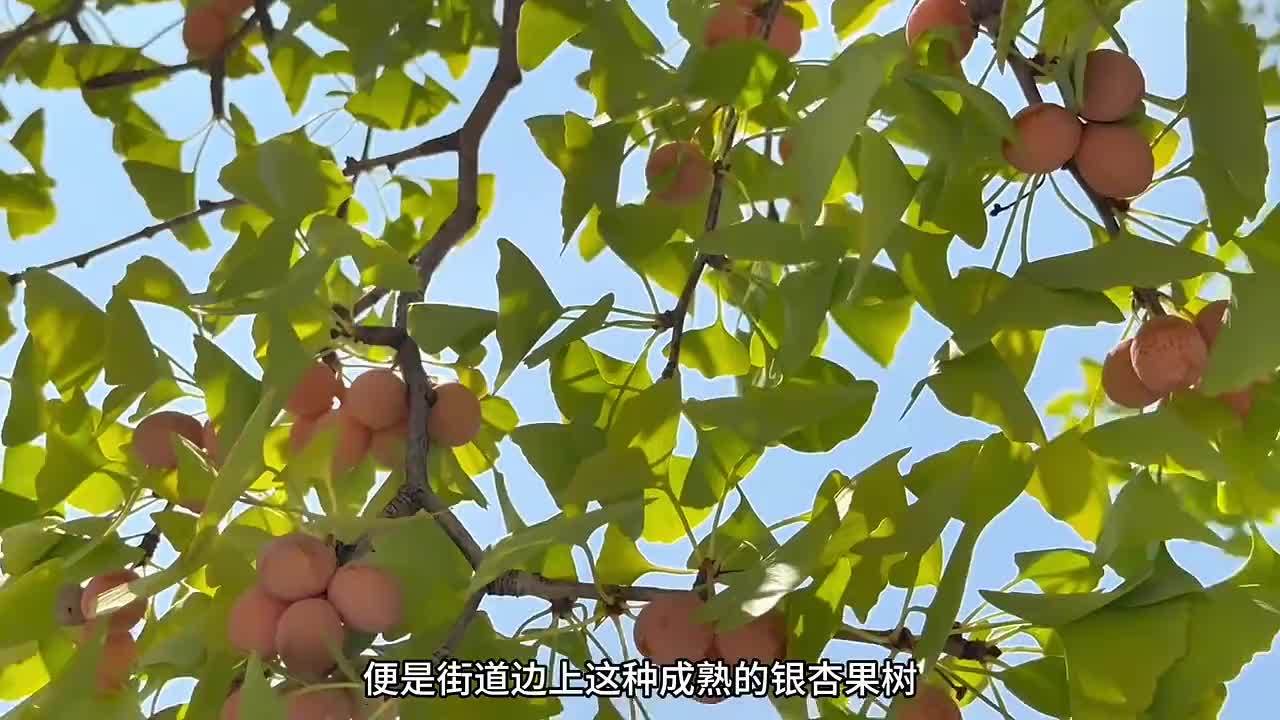 街道边的银杏果到底可不可以吃?一起了解一下!#植物科普 #药用植物 #...